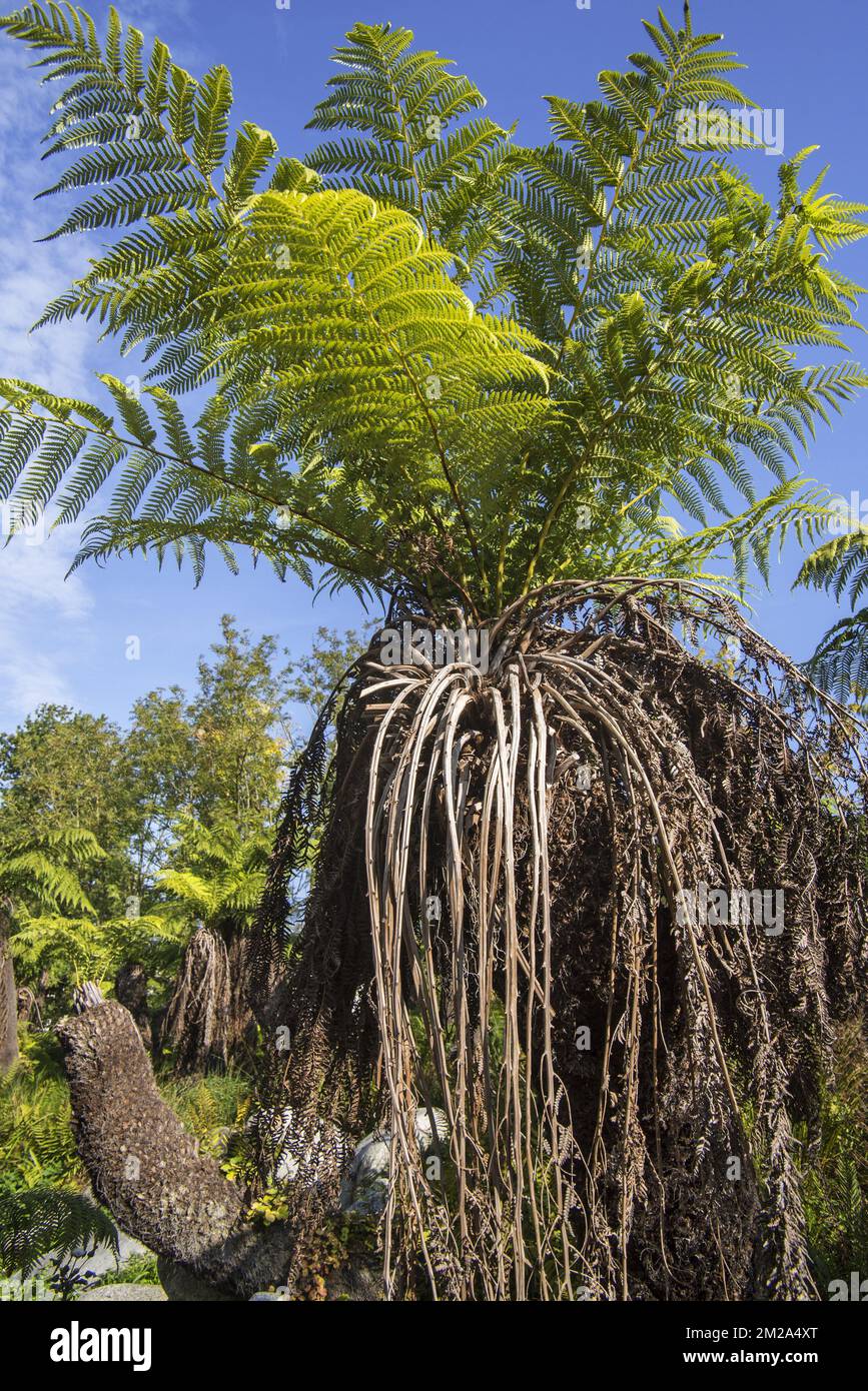 Soft tree fern / man fern (Dicksonia antarctica) evergreen tree fern ...