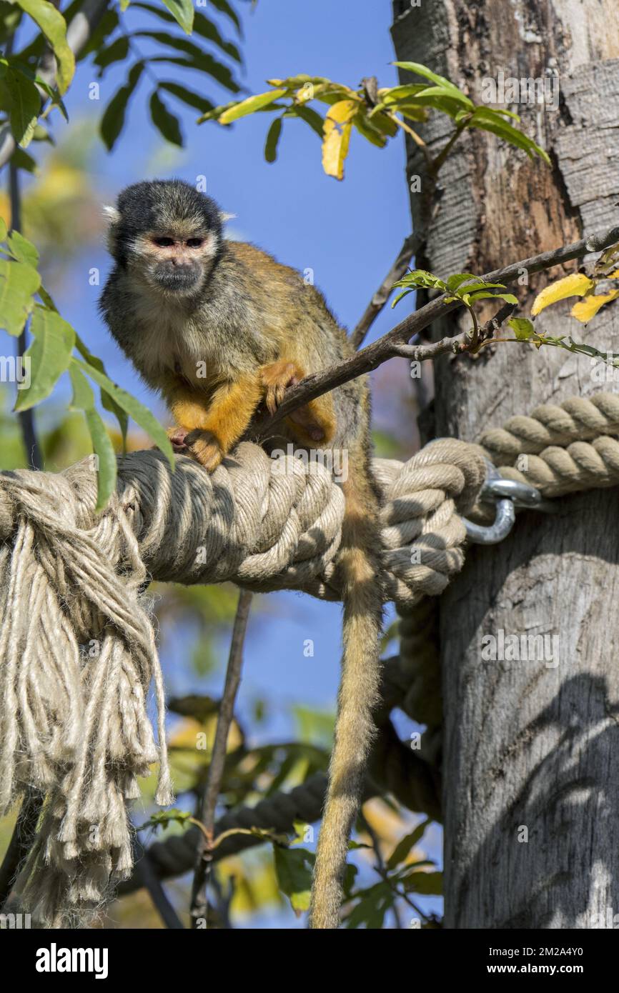 Black-capped squirrel monkey / Peruvian squirrel monkey (Saimiri ...