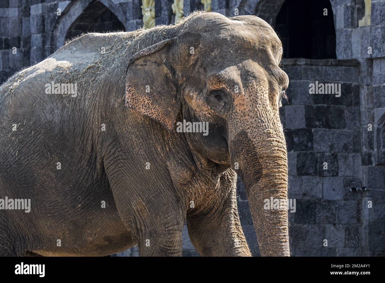 Depigmented skin on the forehead and ears of Asian elephant / Asiatic ...