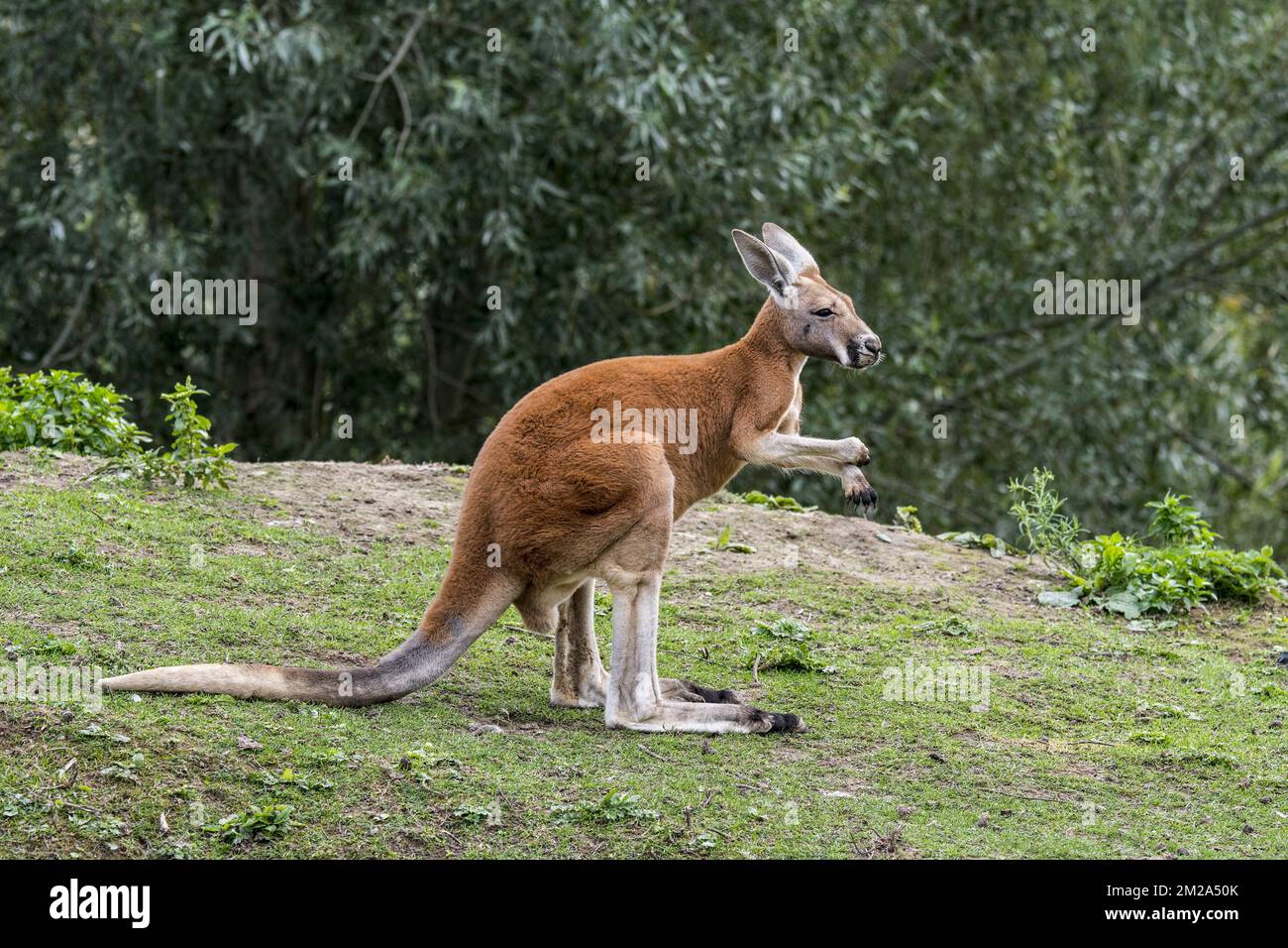 Kangourou mâle hi-res stock photography and images - Alamy