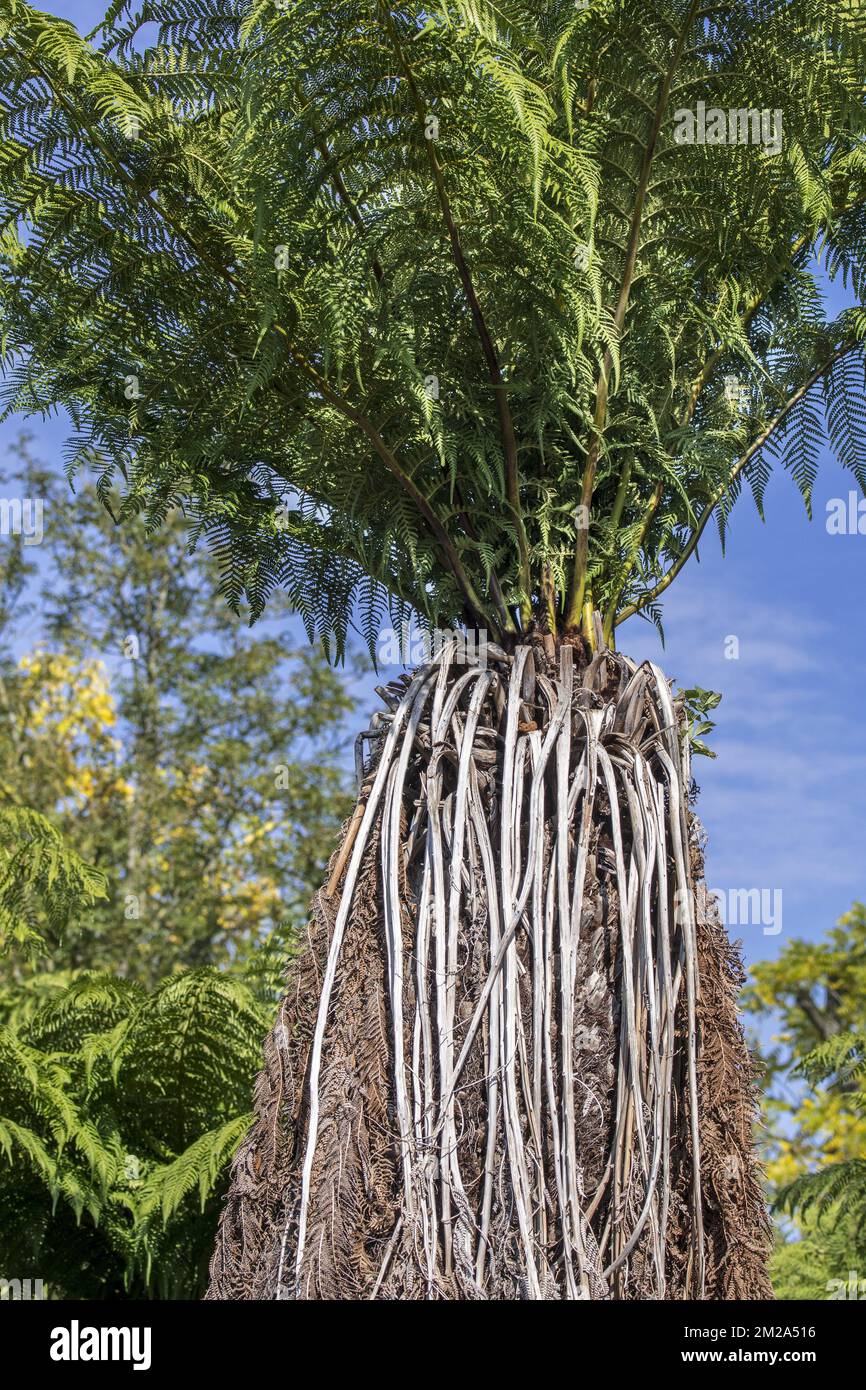Soft tree fern / man fern (Dicksonia antarctica) evergreen tree fern ...