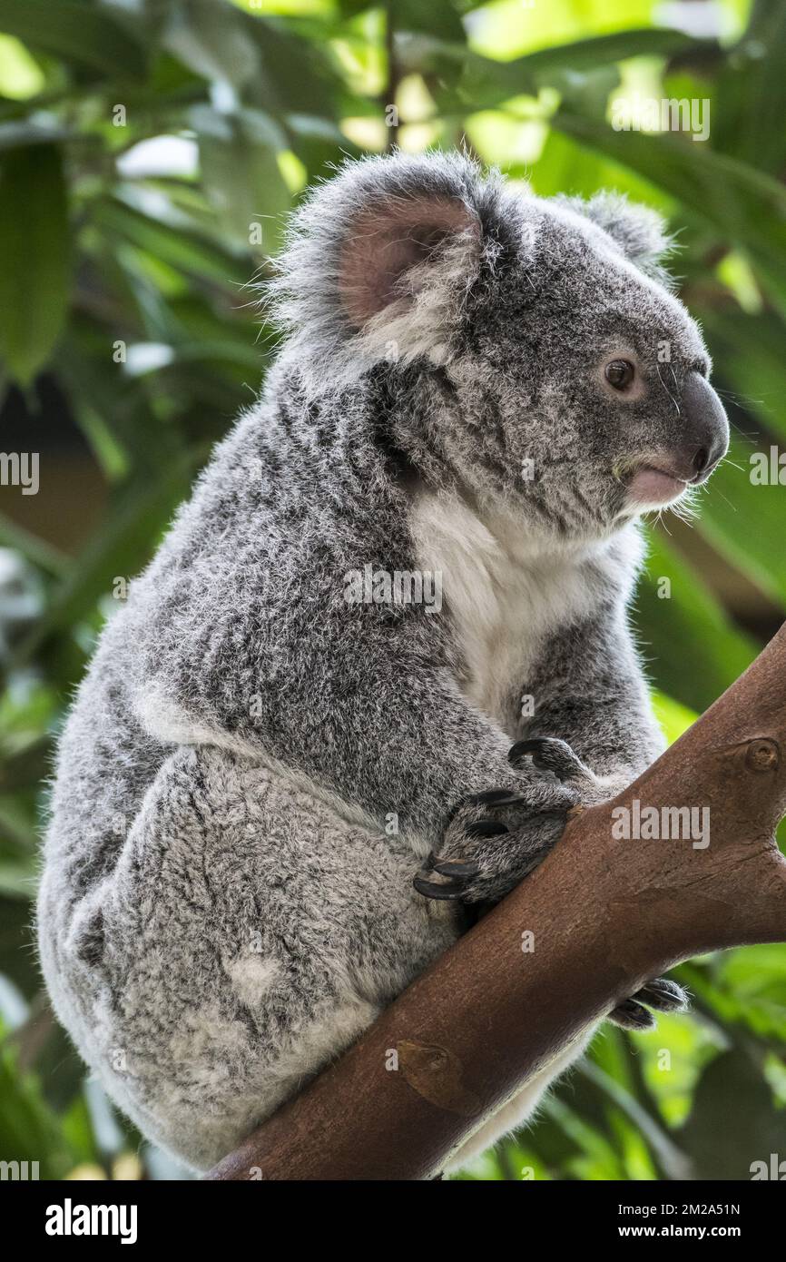 Koala (Phascolarctos cinereus) resting in tree, marsupial native to ...