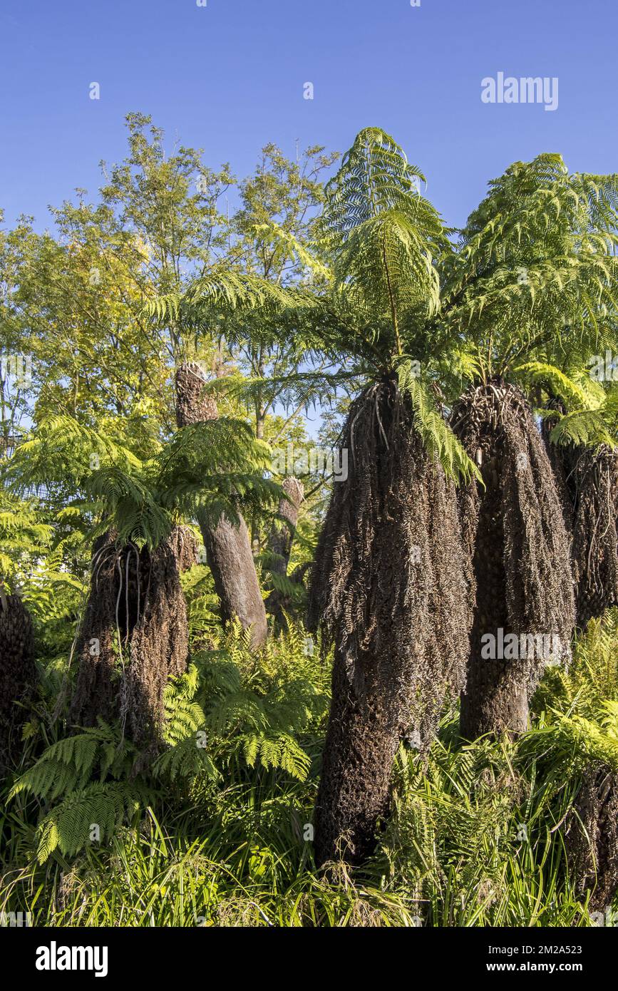 Soft tree ferns / man ferns (Dicksonia antarctica) evergreen tree fern ...