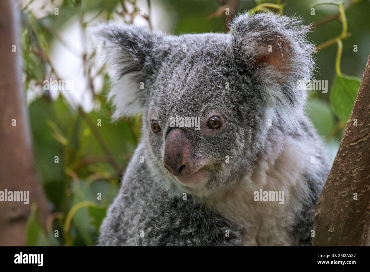 Close up portrait of koala (Phascolarctos cinereus) resting in tree ...
