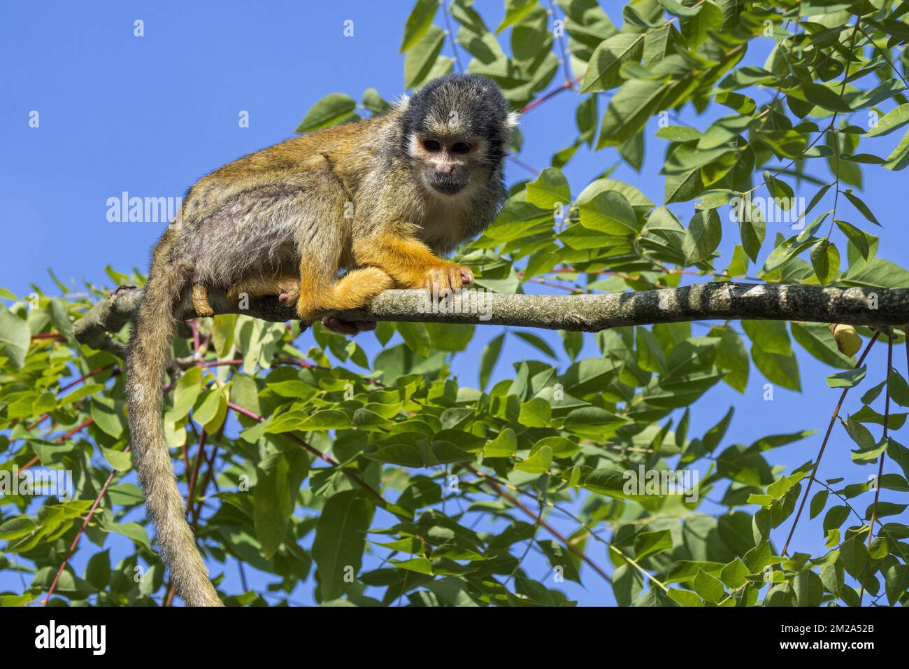 Black-capped squirrel monkey / Peruvian squirrel monkey (Saimiri ...