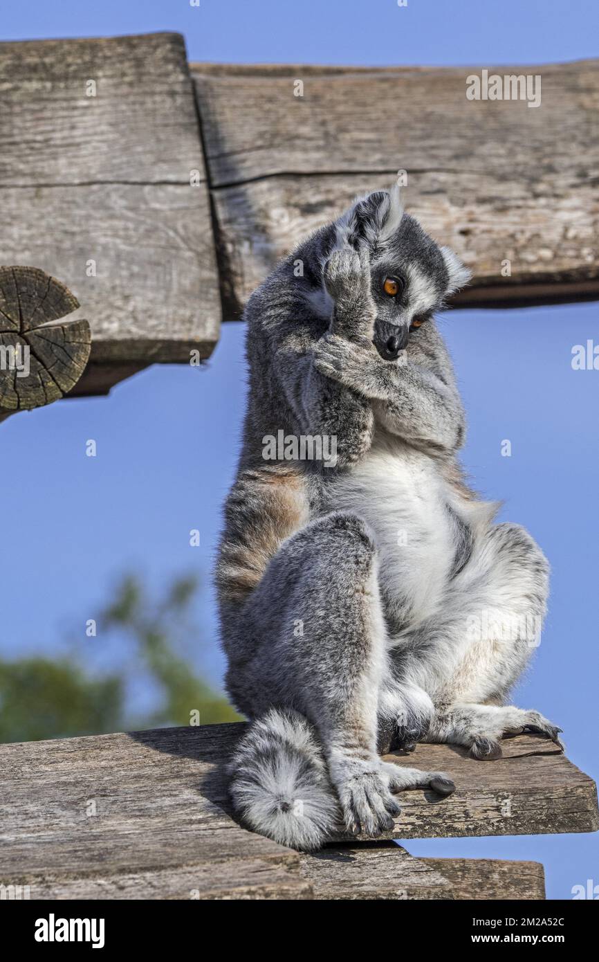 Ring-tailed lemur (Lemur catta) sitting on wooden building and grooming ...