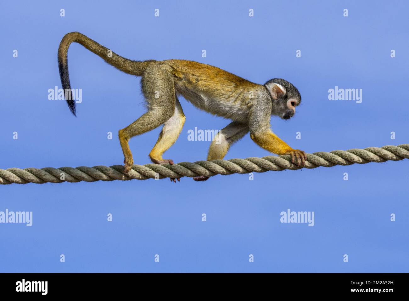 Black-capped squirrel monkey / Peruvian squirrel monkey (Saimiri ...