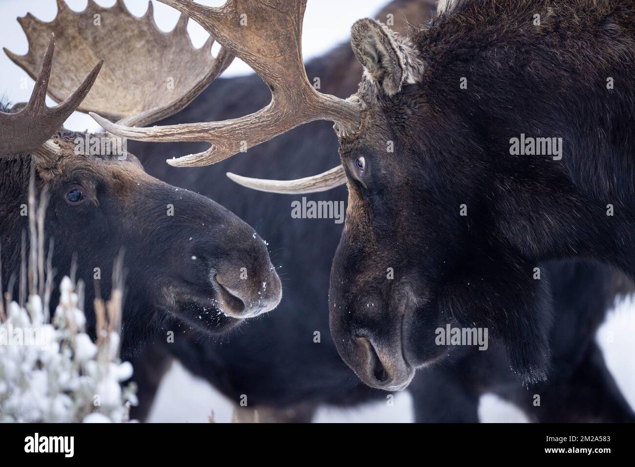 A pair of bull moose engaging in sparring behavior on Antelope Flats ...