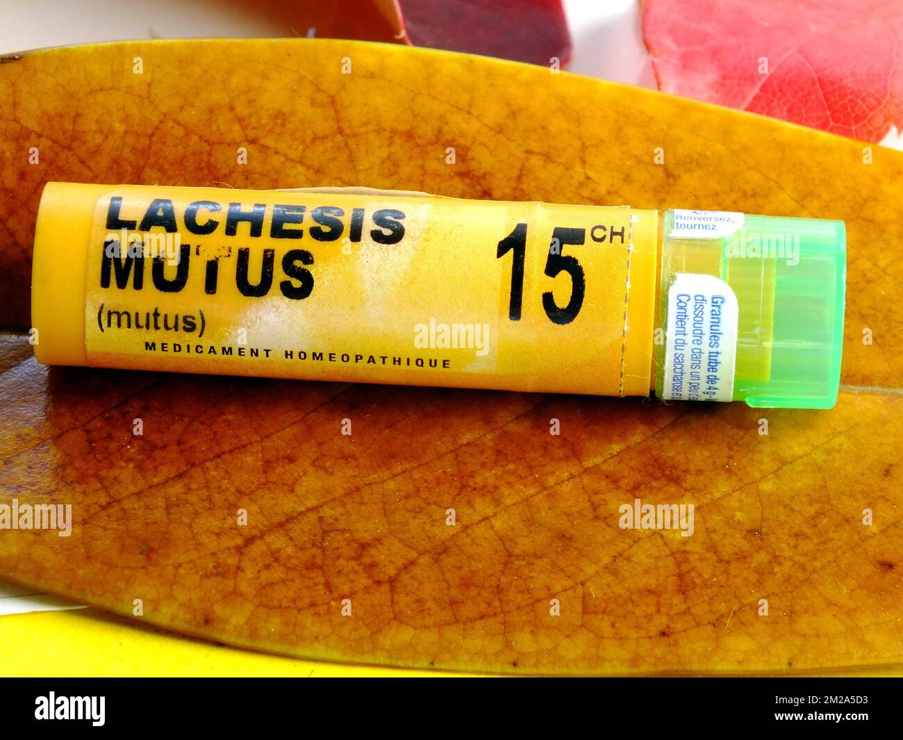 Lachesis mutus hi-res stock photography and images - Alamy
