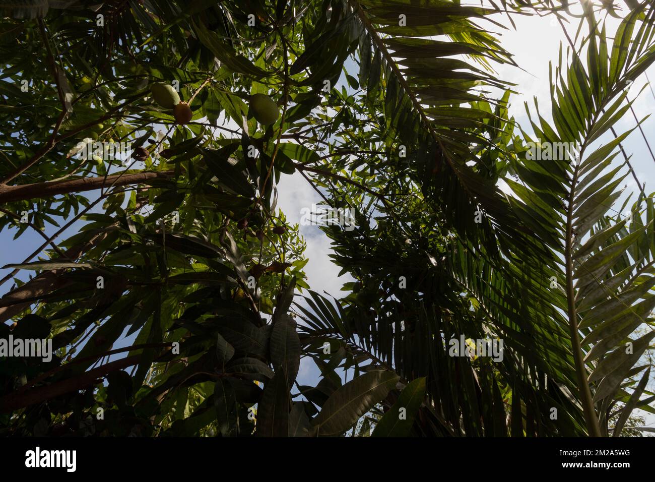 Bamboo tree roots hi-res stock photography and images - Alamy
