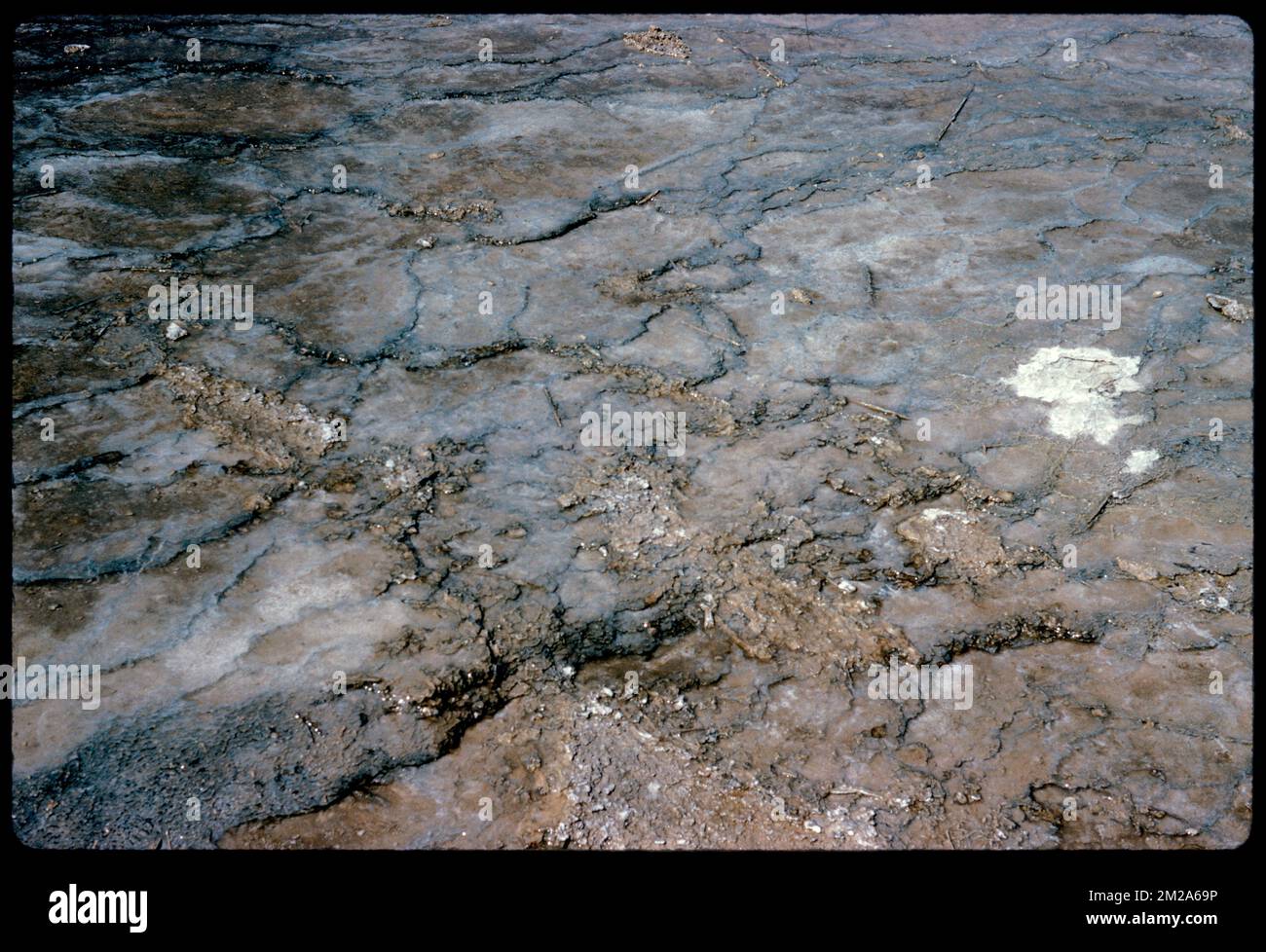 Close view of spring, Yellowstone National Park , Springs. Edmund L ...