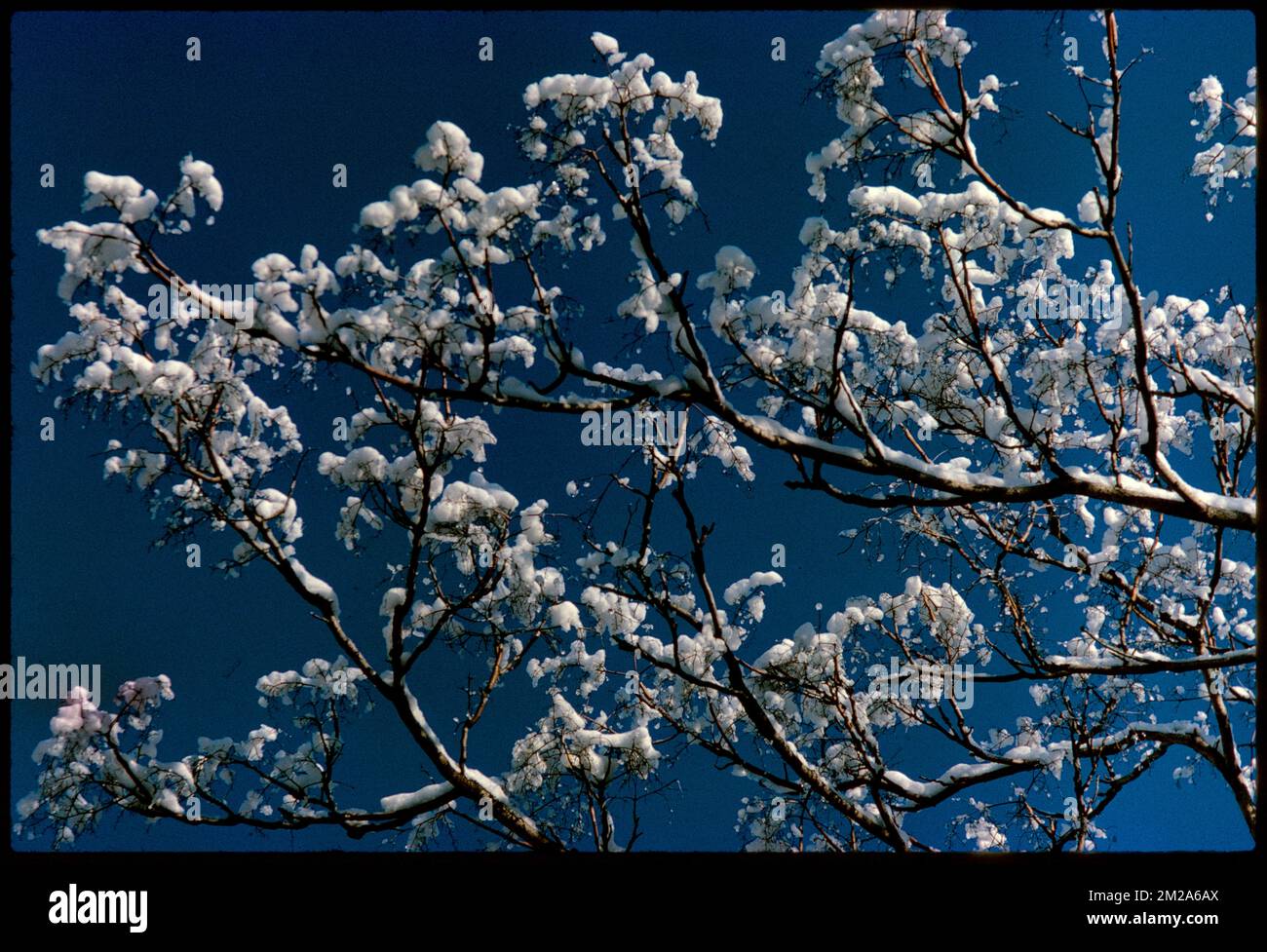 Close view of snow on tree branches , Tree limbs, Snow. Edmund L ...