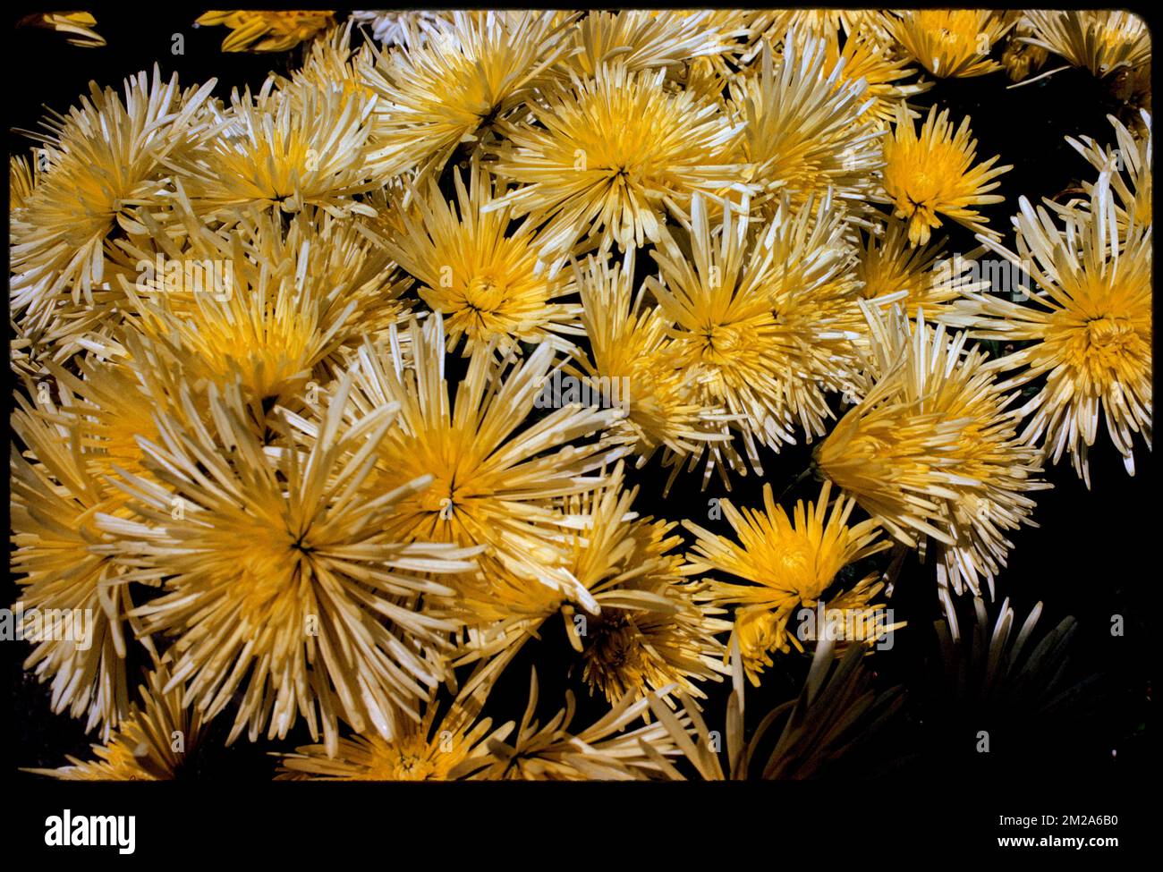 Close view of yellow flowers , Flowers. Edmund L. Mitchell Collection ...