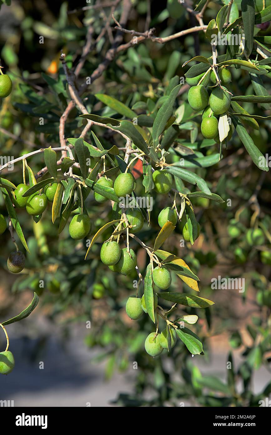 Arbre olivier hi-res stock photography and images - Alamy