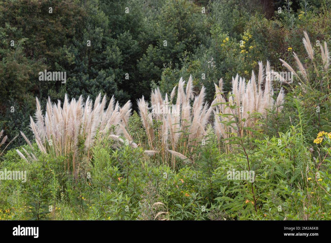 Closeup to a yellow and violet tall spikes in middle of andean forest ...