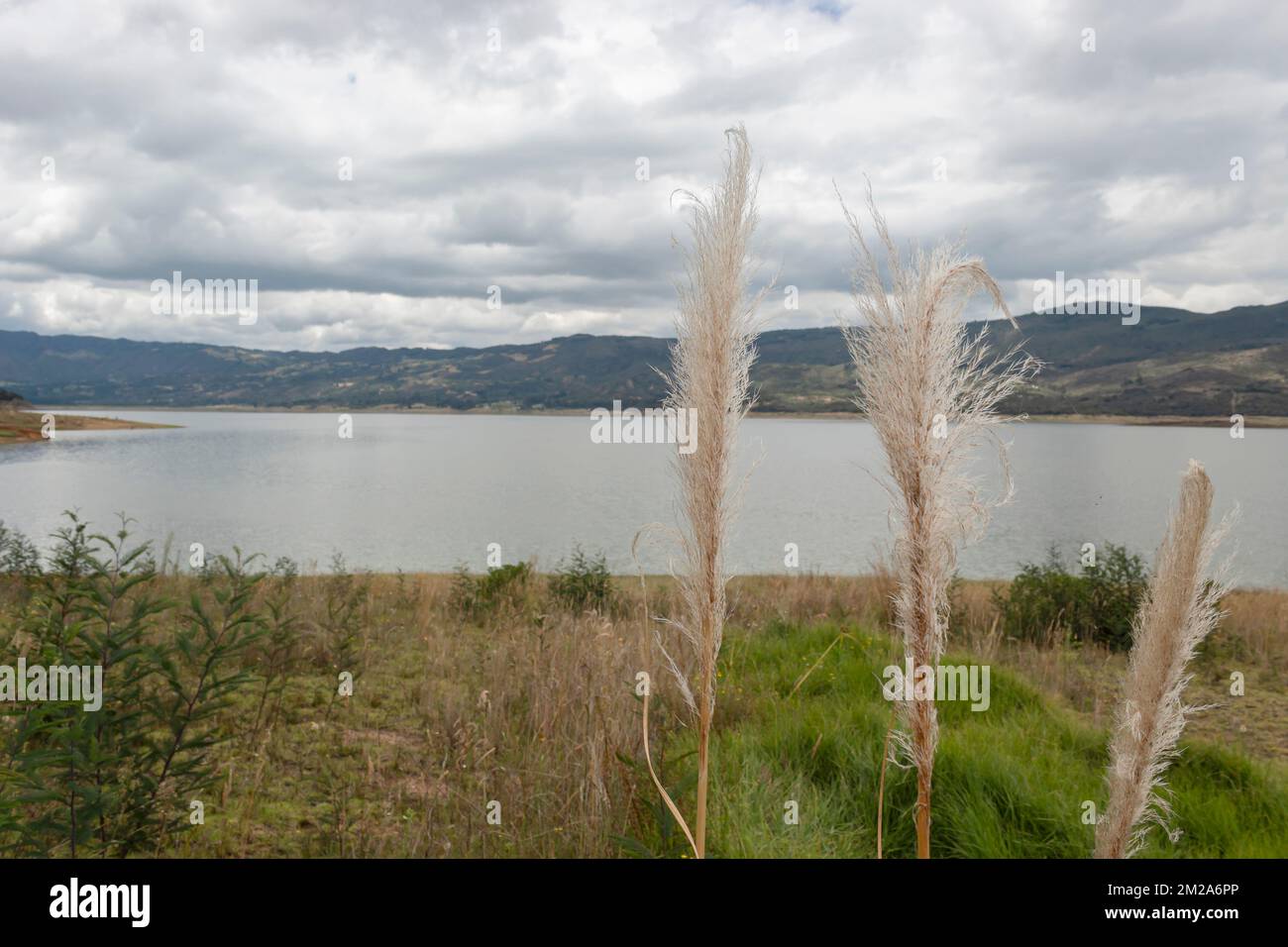 Close up to a three yellow high spikes with lake and mountains ...