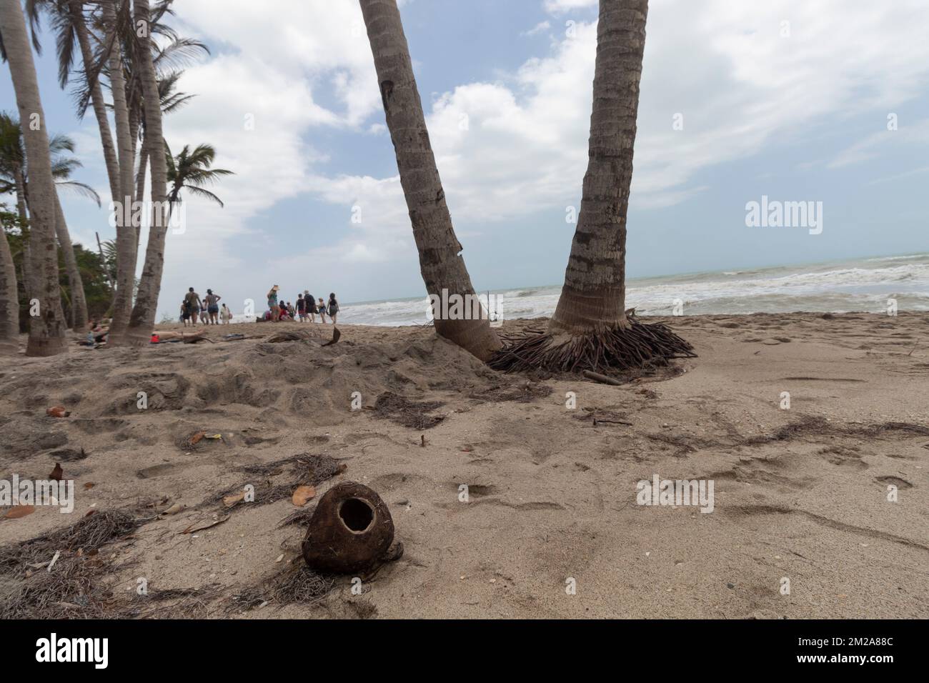 Old coconut in ground near to a double palm beach with tourist and ...