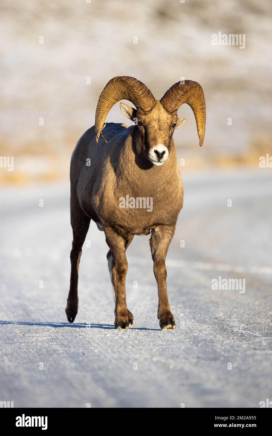 A bighorn sheep ram walking along an icy dirt road. National Elk Refuge ...