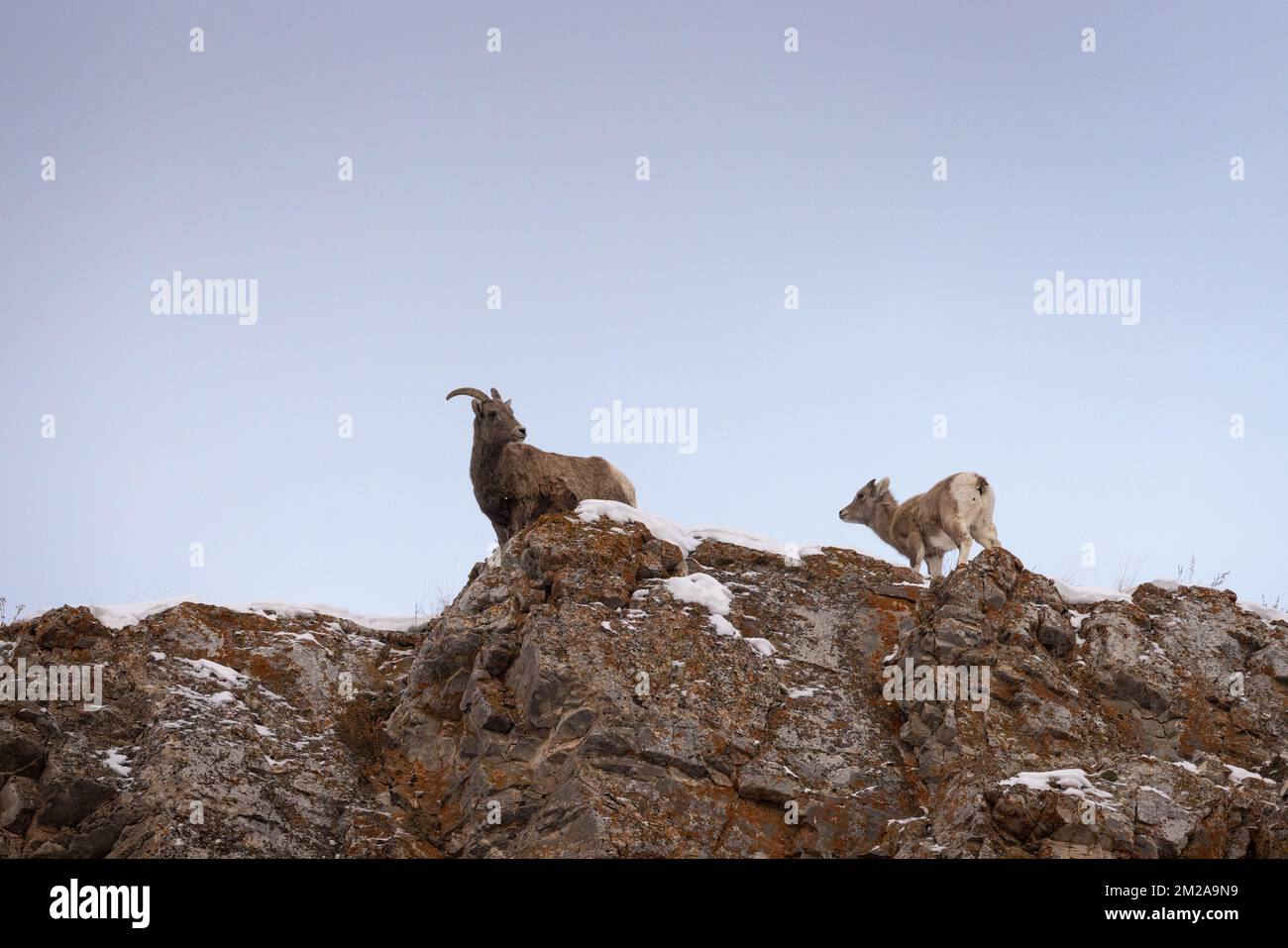 A bighorn sheep ewe leading her lamb along a cliff. National Elk Refuge ...