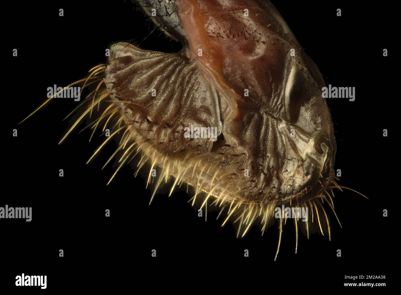 Bluebottle fly labellum and pseudotracheae Stock Photo - Alamy