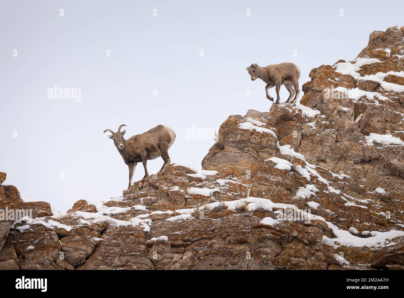 A bighorn sheep ewe guiding her lamb down a rocky cliff. National Elk ...