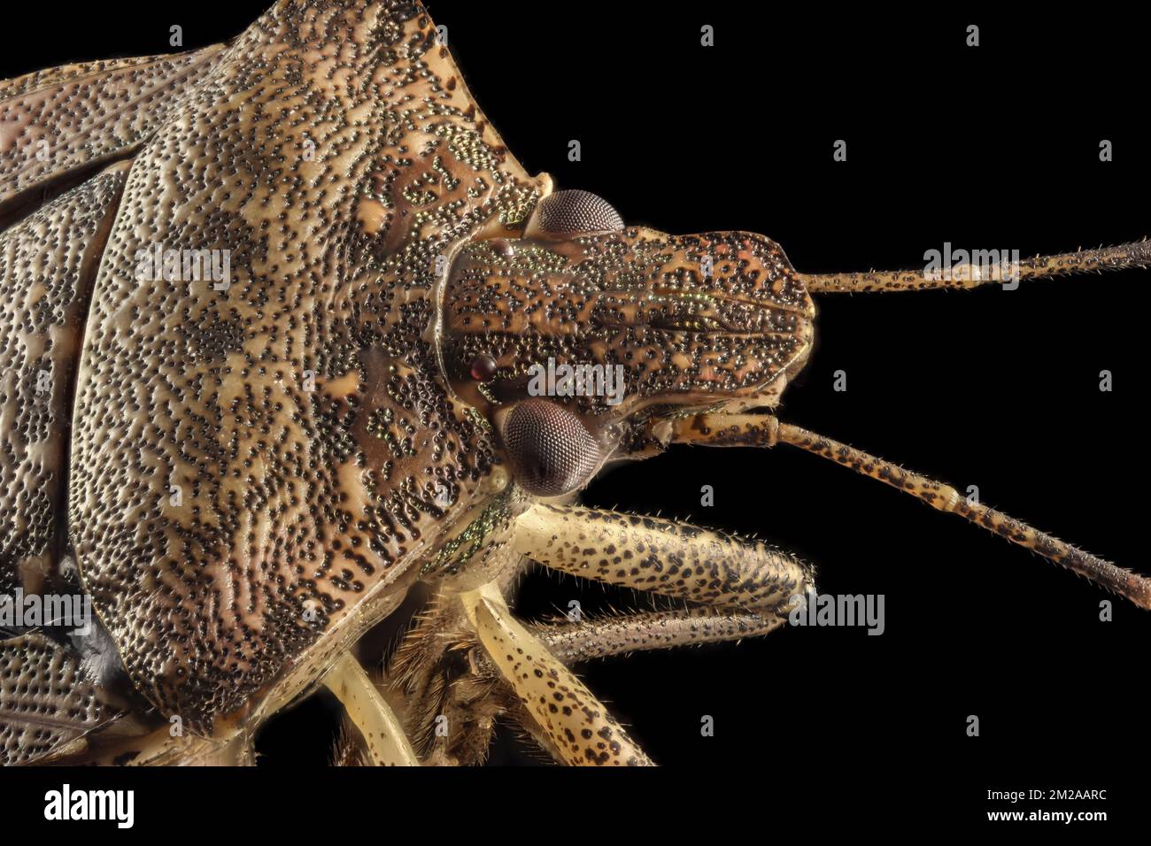 Brown marmorated stink bug Stock Photo - Alamy