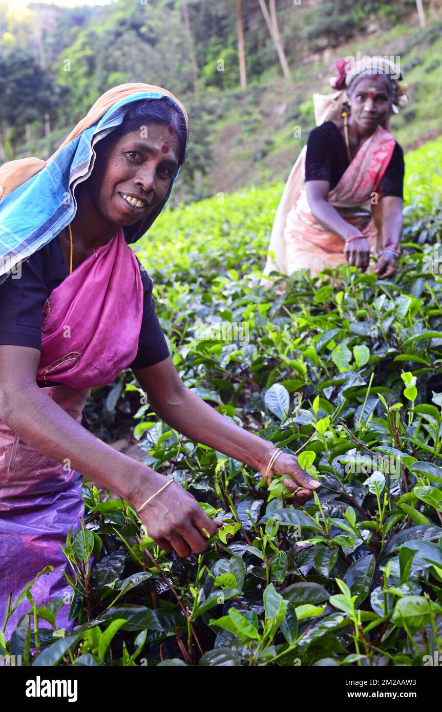 Tea plantation workers picking tea leaves Stock Photo - Alamy