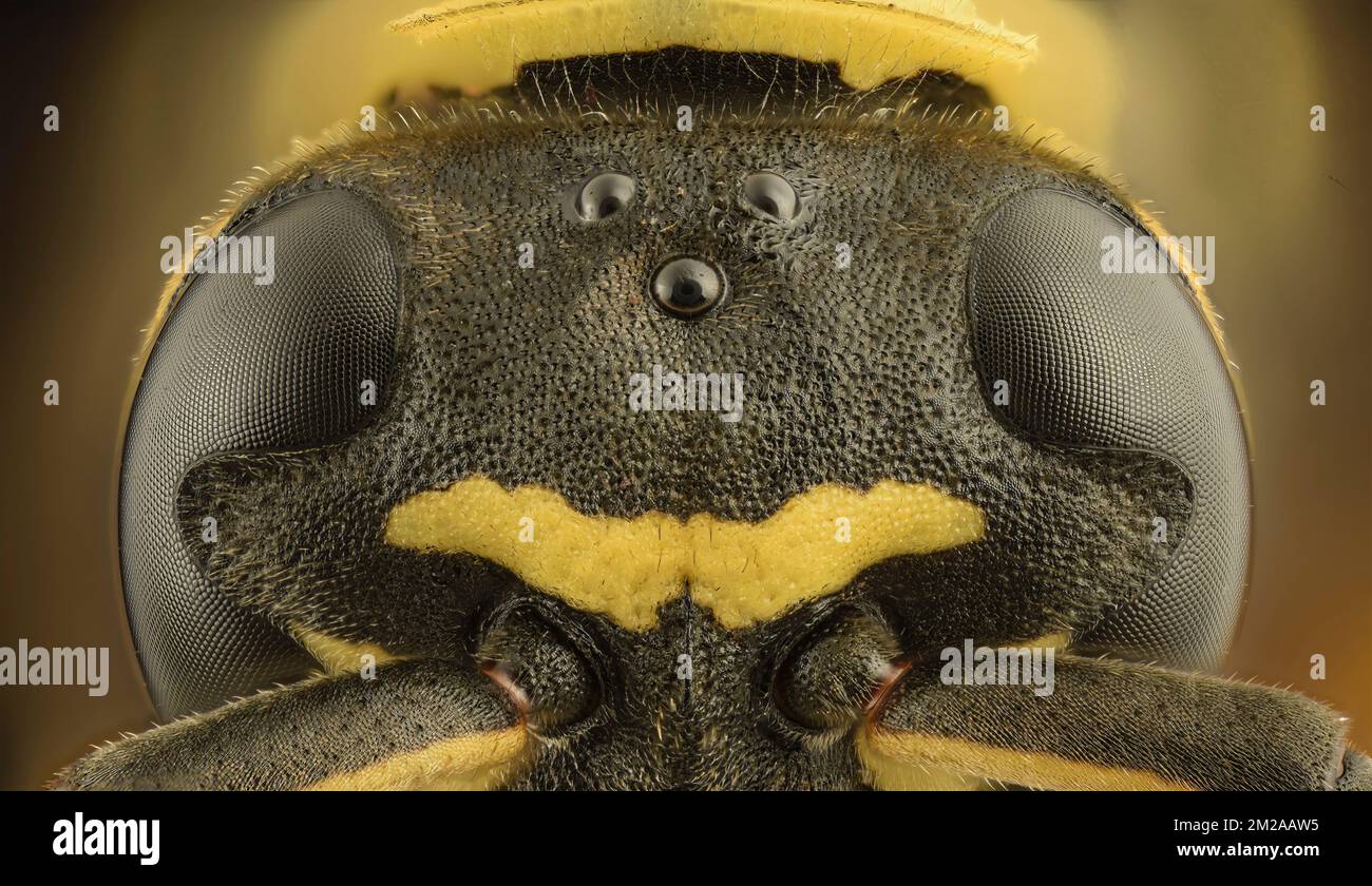 European paper wasp head Stock Photo - Alamy European paper wasp head Stock Photo - Alamy