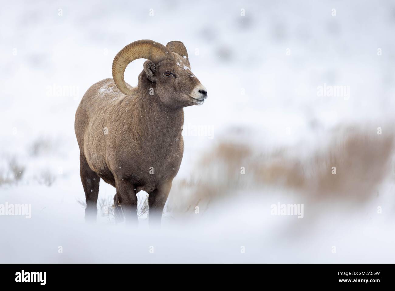 A bighorn sheep ram standing between snowy hills as a light snow falls ...