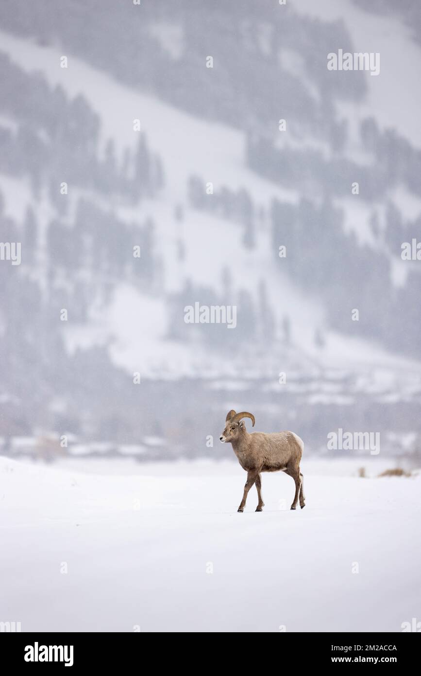 A young bighorn sheep ram walking along a dirt road below Snow King Ski ...