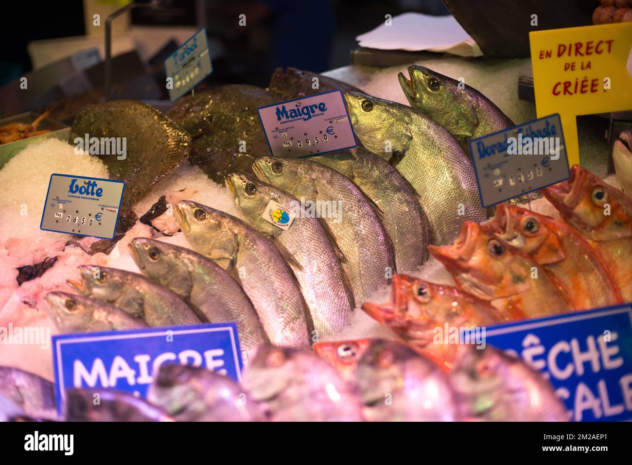 News animals fish hi-res stock photography and images - Alamy