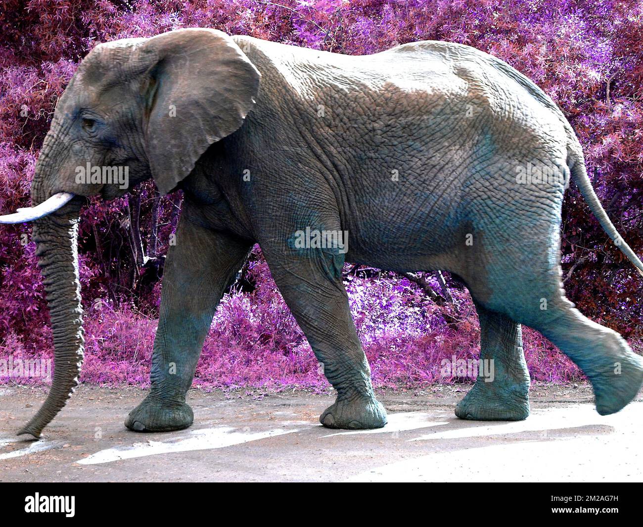 Elephants old style | Eléphants style ancien 03/08/2017 Stock Photo - Alamy