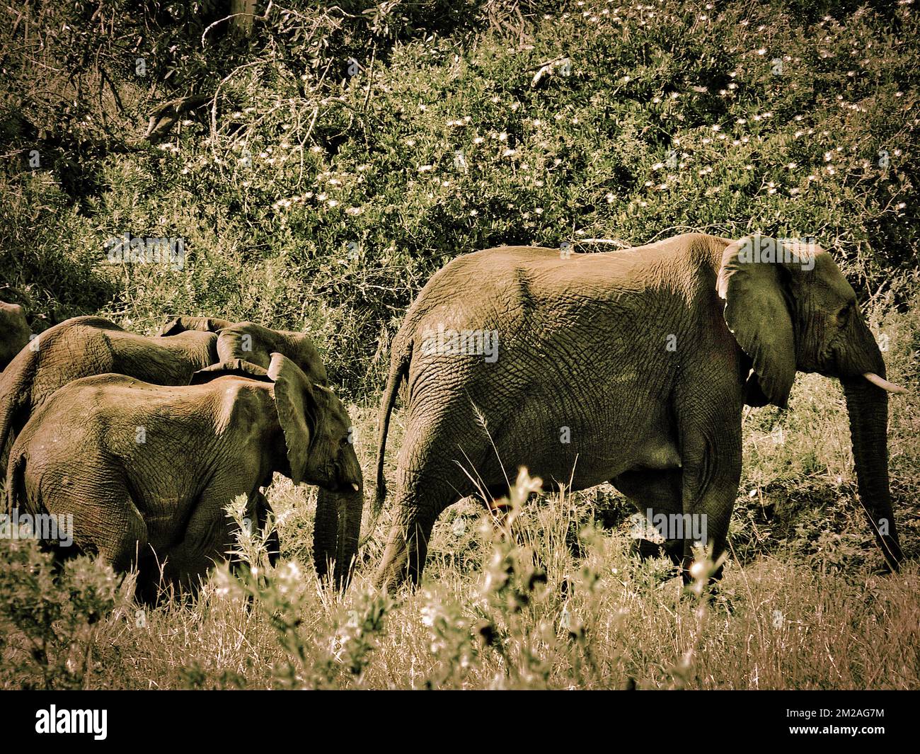 Elephants old style | Eléphants style ancien 03/08/2017 Stock Photo - Alamy
