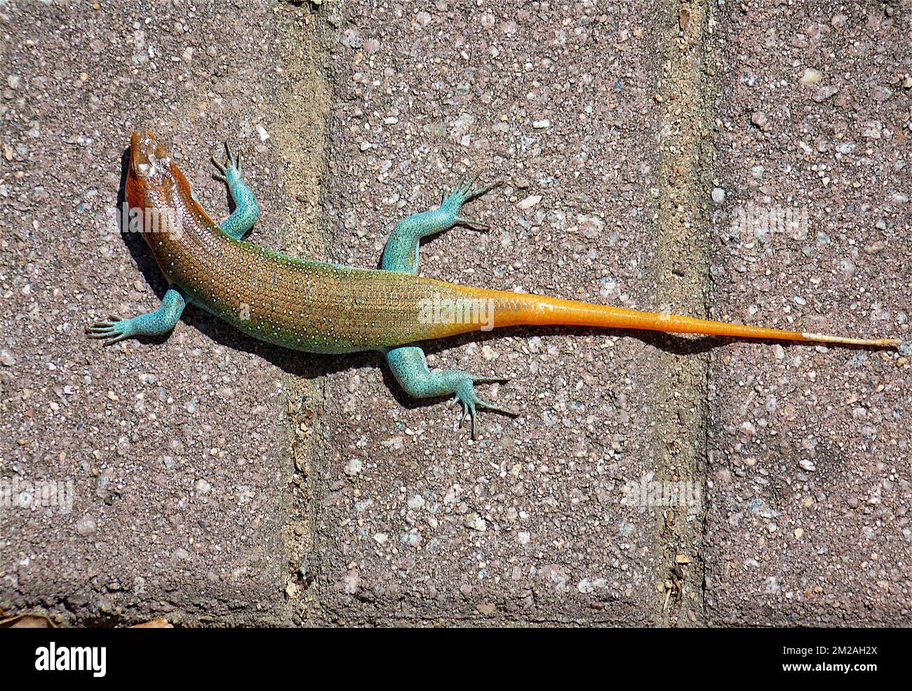 Lezards hi-res stock photography and images - Alamy