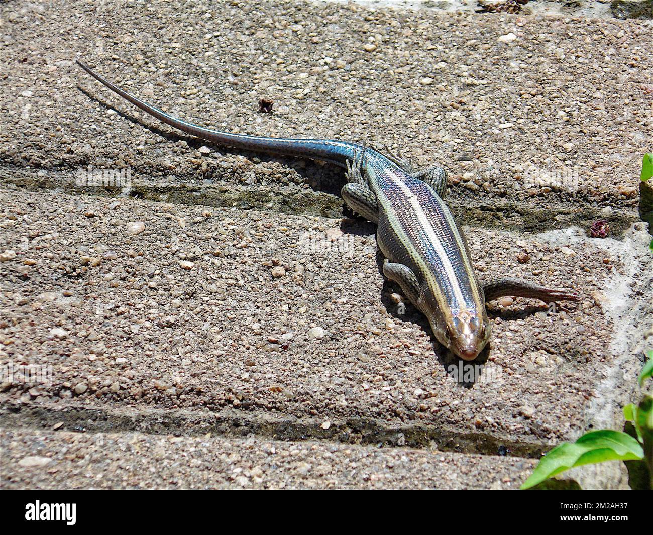 Lezards hi-res stock photography and images - Alamy