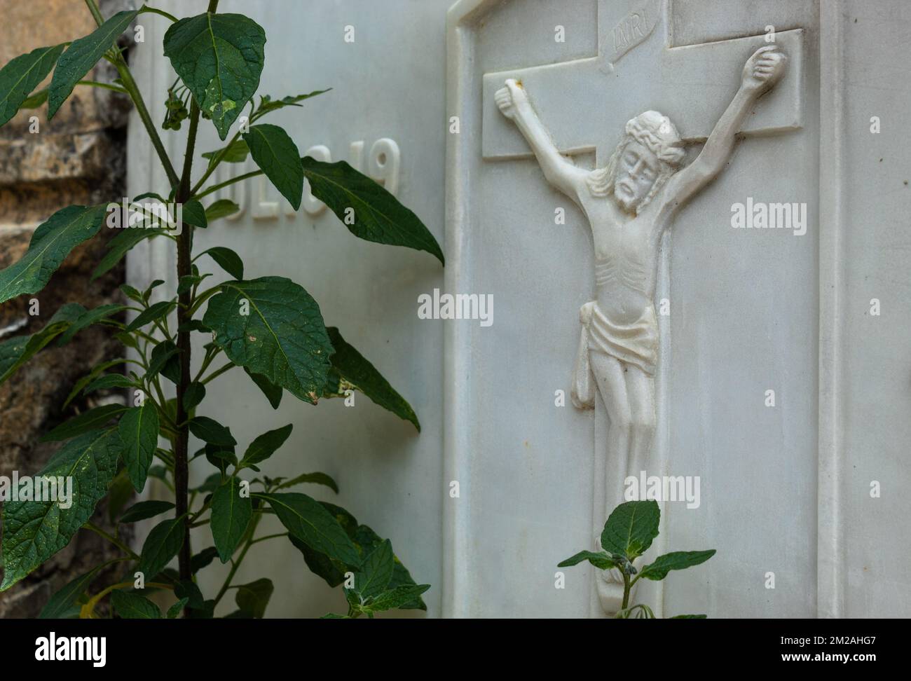Green Plant growing up in front of a stone with a Crucified Jesus ...