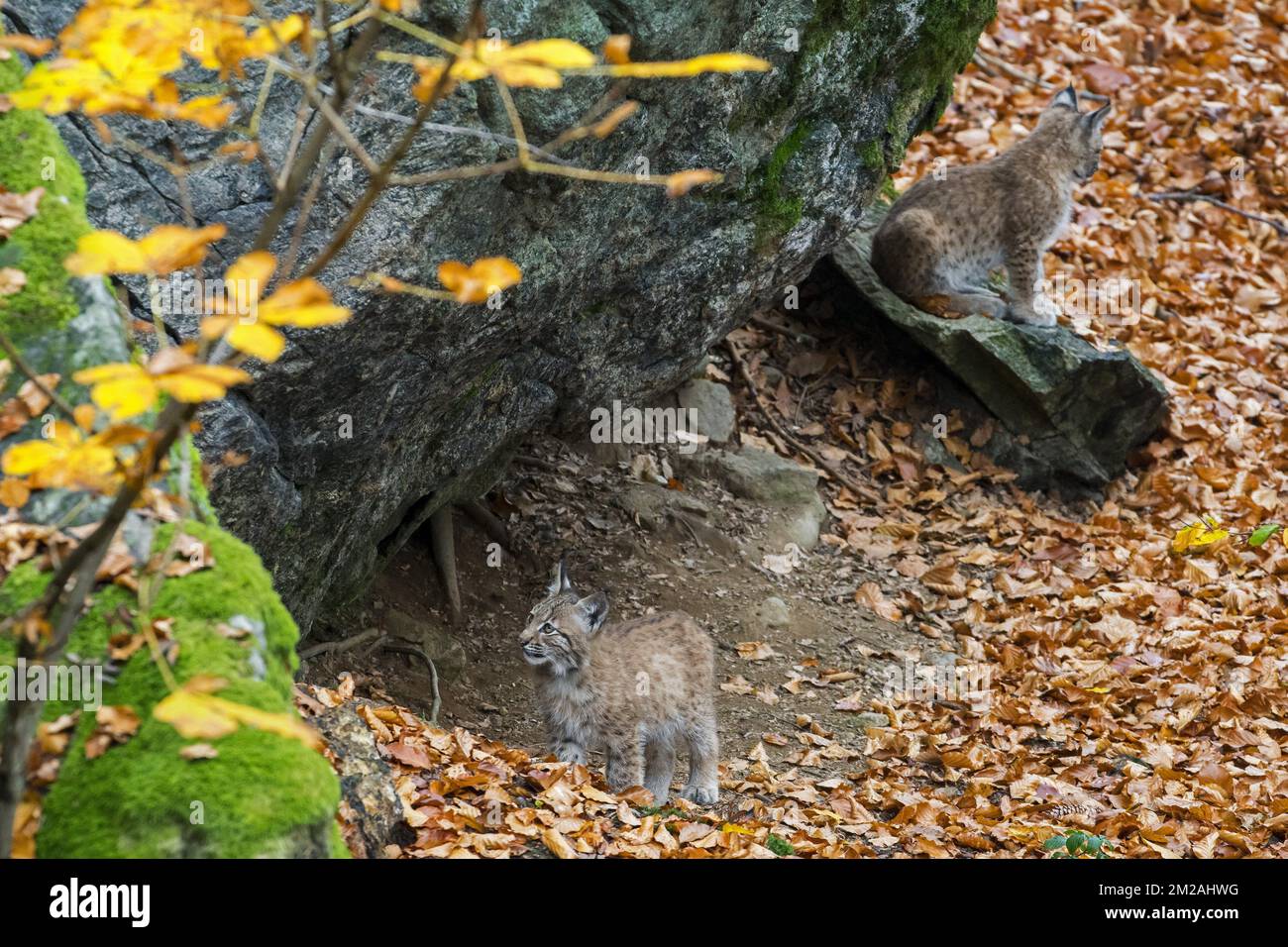 Two 2 months old Eurasian lynx (Lynx lynx) kittens at entrance of den ...