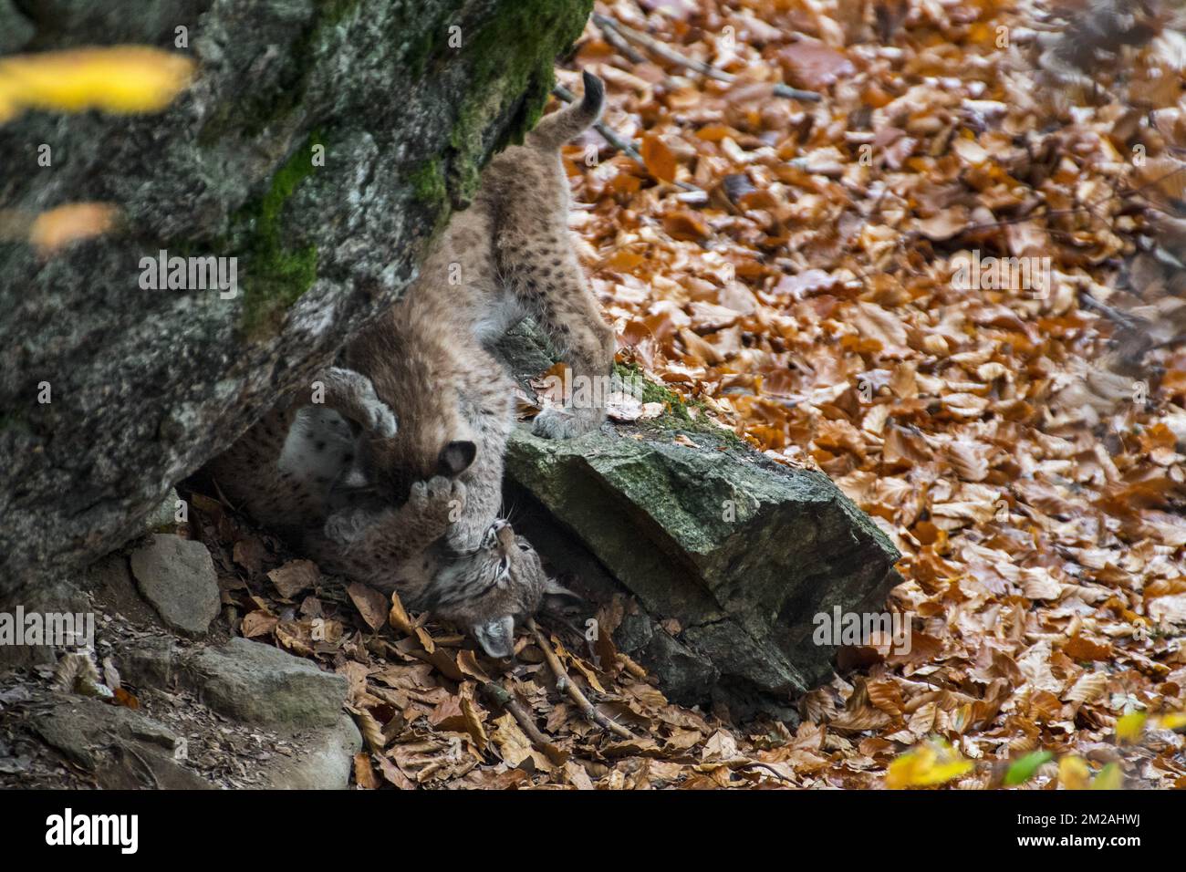 Two Eurasian lynx (Lynx lynx) kittens playing / play fighting in autumn ...
