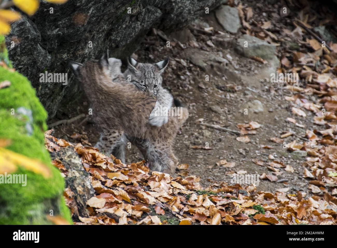 Two Eurasian lynx (Lynx lynx) kittens playing / play fighting in autumn ...