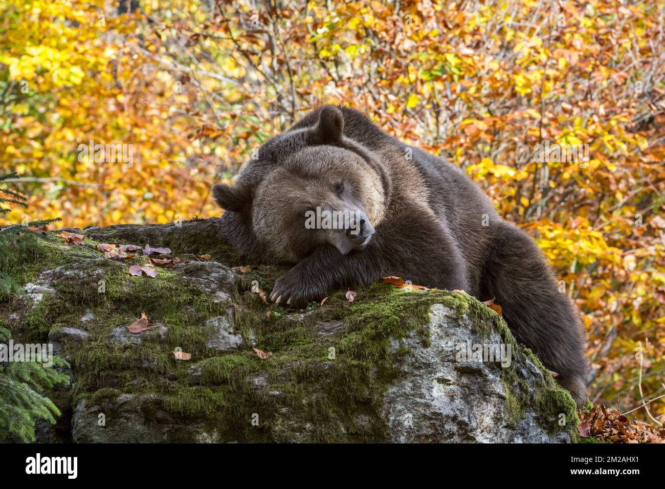 Ours deurope hi-res stock photography and images - Alamy