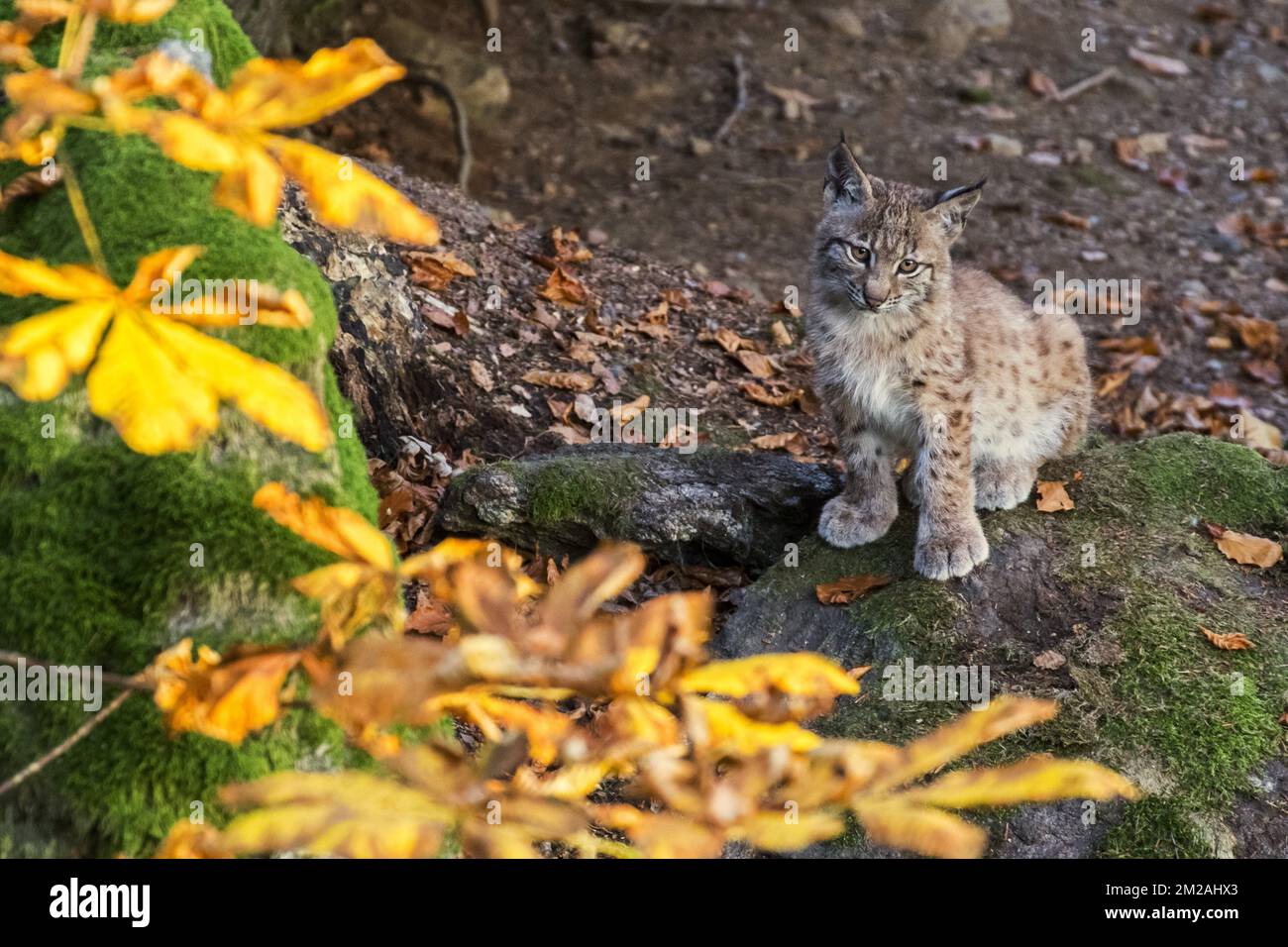 Cute two month old Eurasian lynx (Lynx lynx) kitten in autumn forest ...