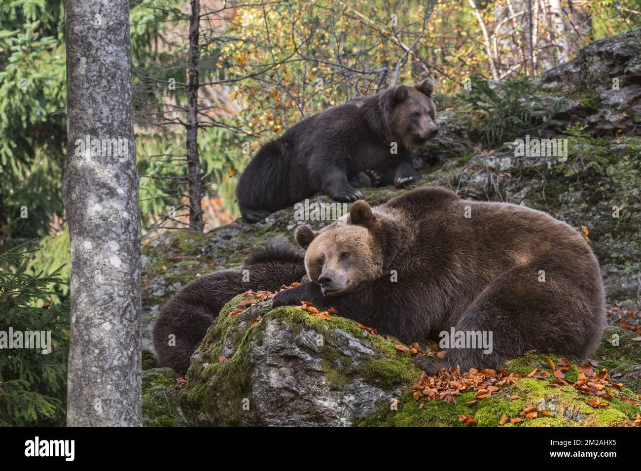 Ours deurope hi-res stock photography and images - Alamy