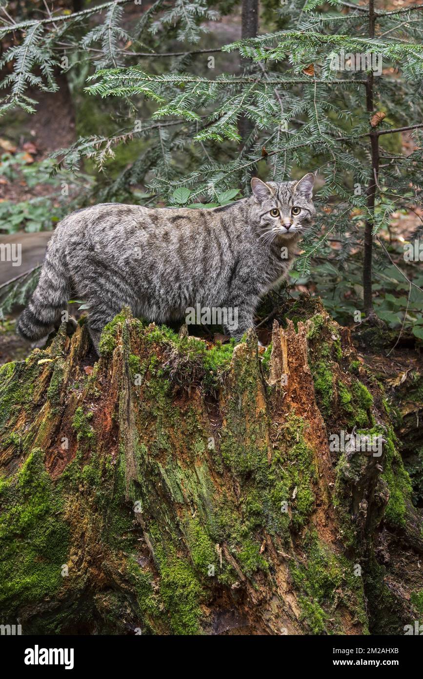 European wildcat / wild cat (Felis silvestris silvestris) on tree stump ...