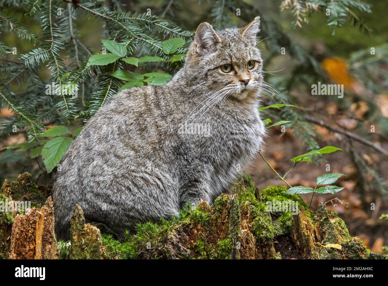 European wildcat / wild cat (Felis silvestris silvestris) sitting on ...