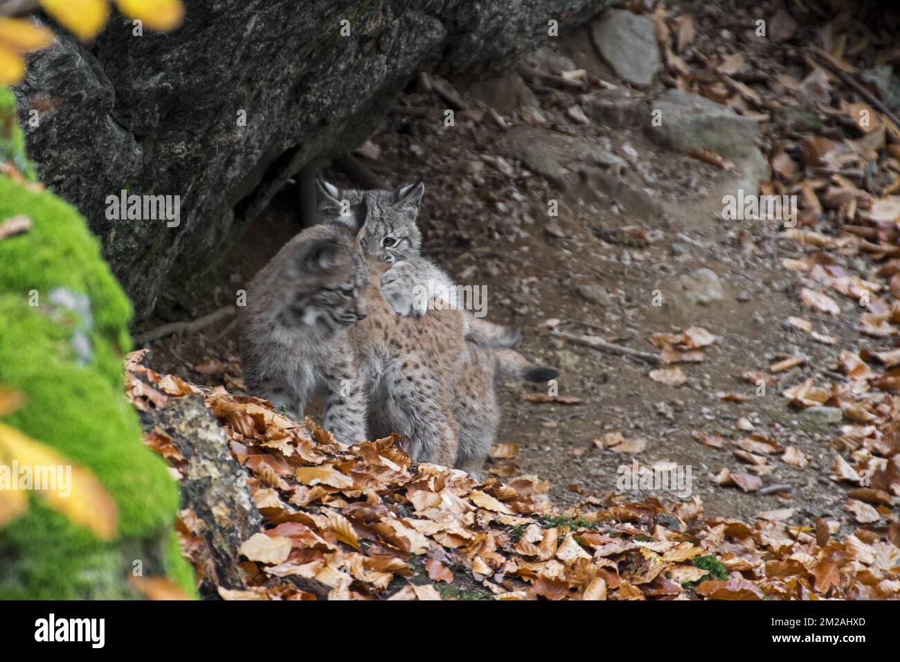 Two Eurasian lynx (Lynx lynx) kittens playing / play fighting in autumn ...