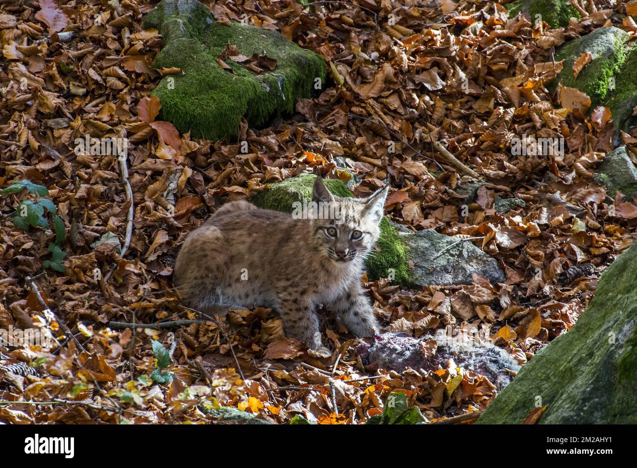 Two month old Eurasian lynx (Lynx lynx) kitten with dead rabbit prey in ...