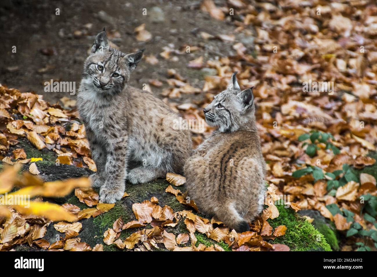 Two 2 month old Eurasian lynx (Lynx lynx) kittens sitting near den in ...