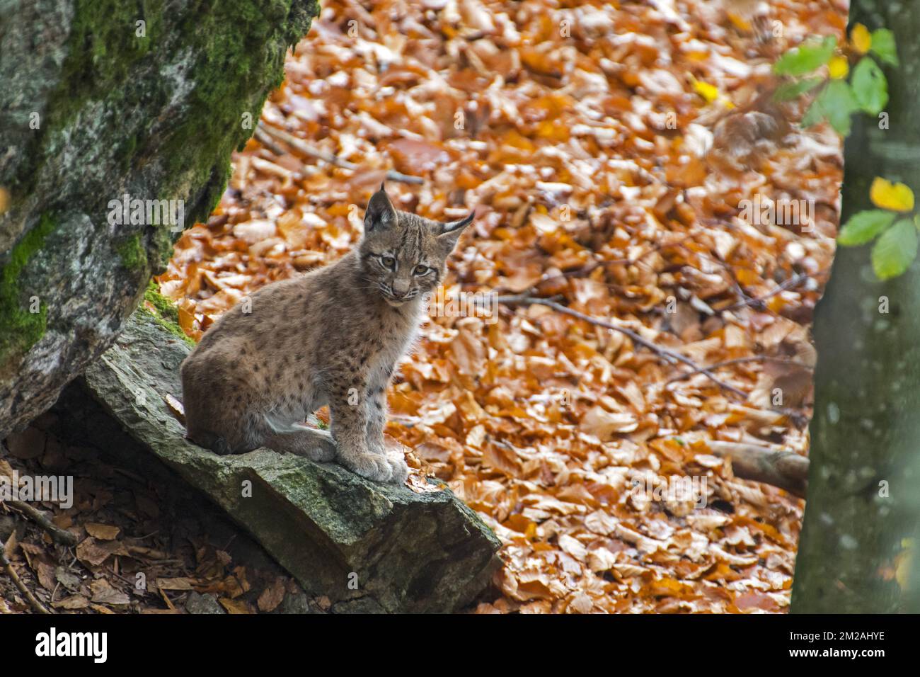 Cute two month old Eurasian lynx (Lynx lynx) kitten in autumn forest ...