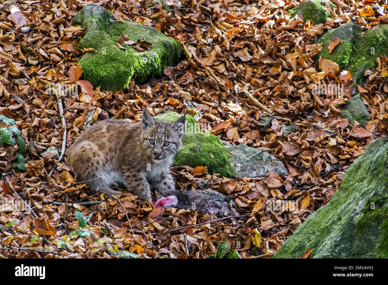 Two month old Eurasian lynx (Lynx lynx) kitten feeding on dead rabbit ...