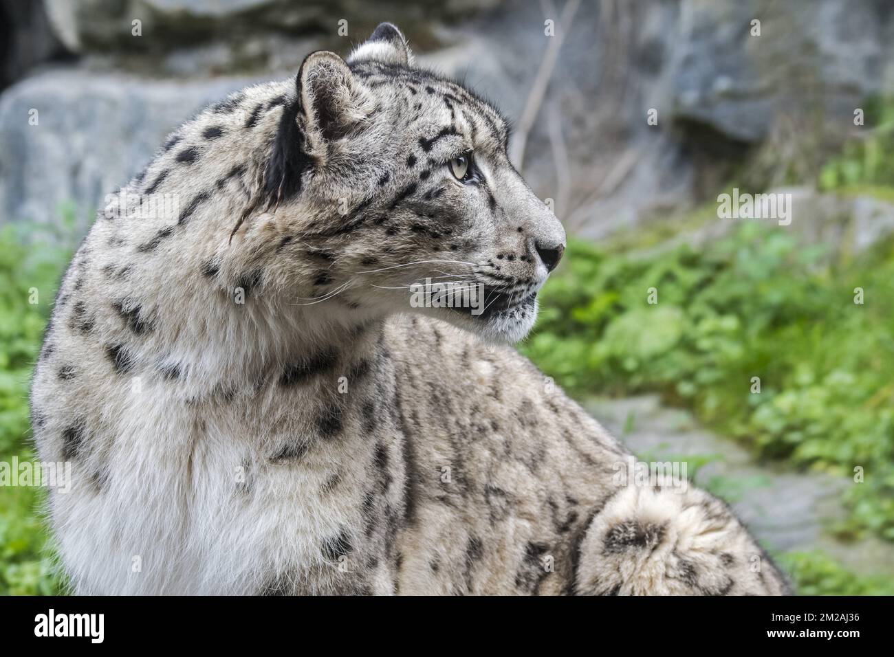 Snow leopard / ounce (Panthera uncia / Uncia uncia) native to the ...